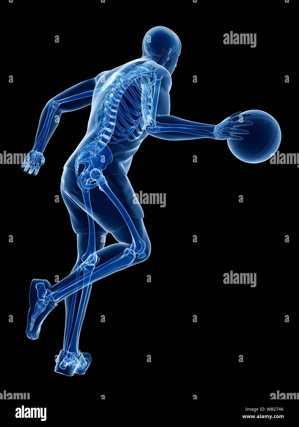 Human skeleton playing basketball hi-res stock photography and images ...