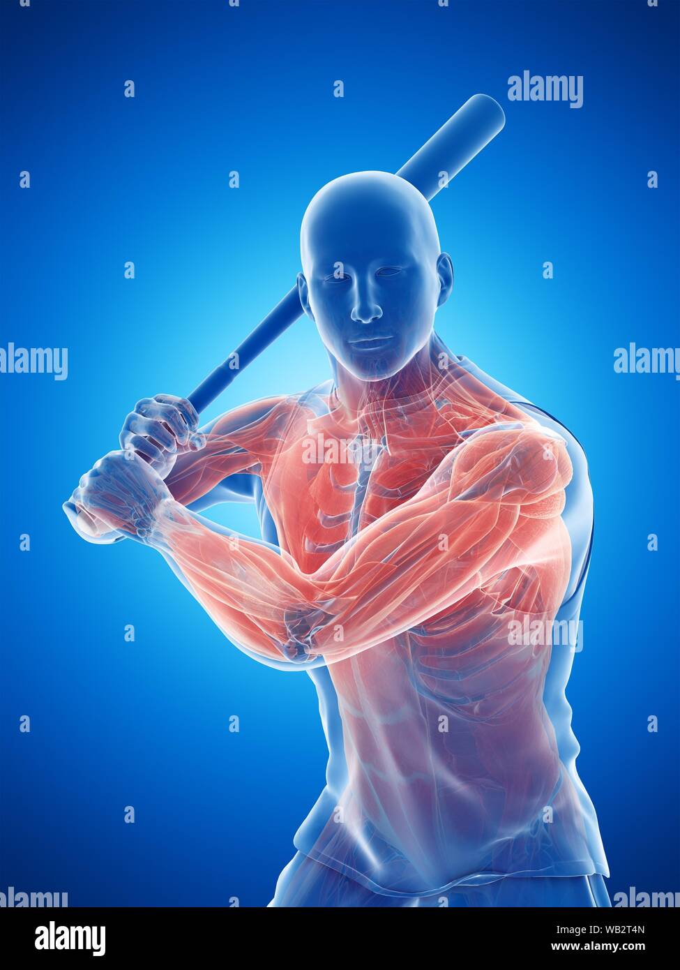 Baseball player's muscles, computer illustration Stock Photo - Alamy Baseball player's muscles, computer illustration Stock Photo - Alamy