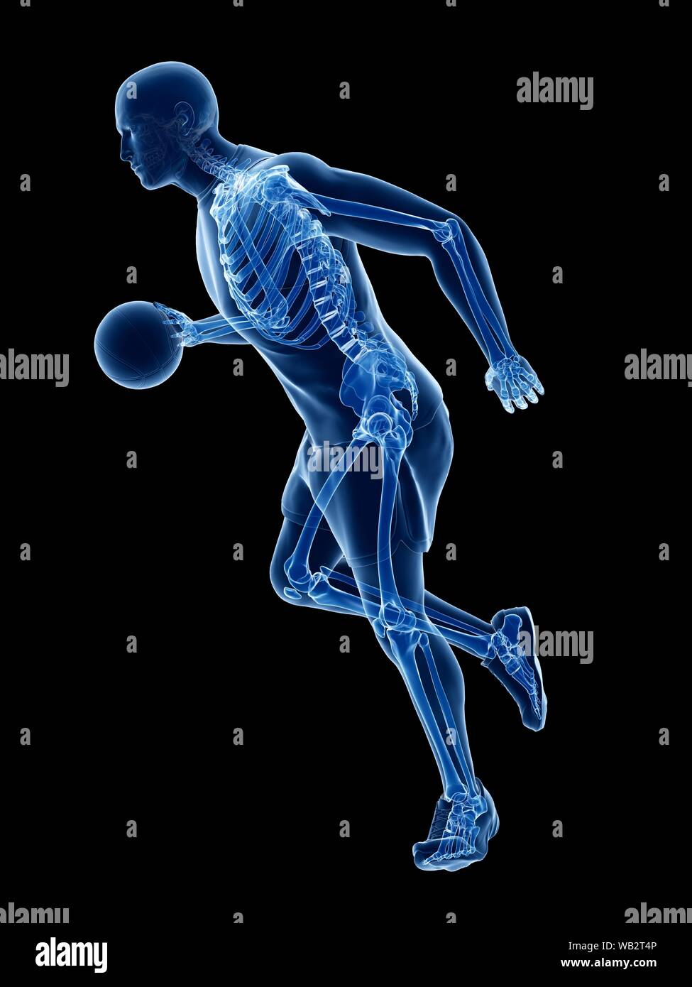 Basketball player's skeleton, computer illustration Stock Photo - Alamy