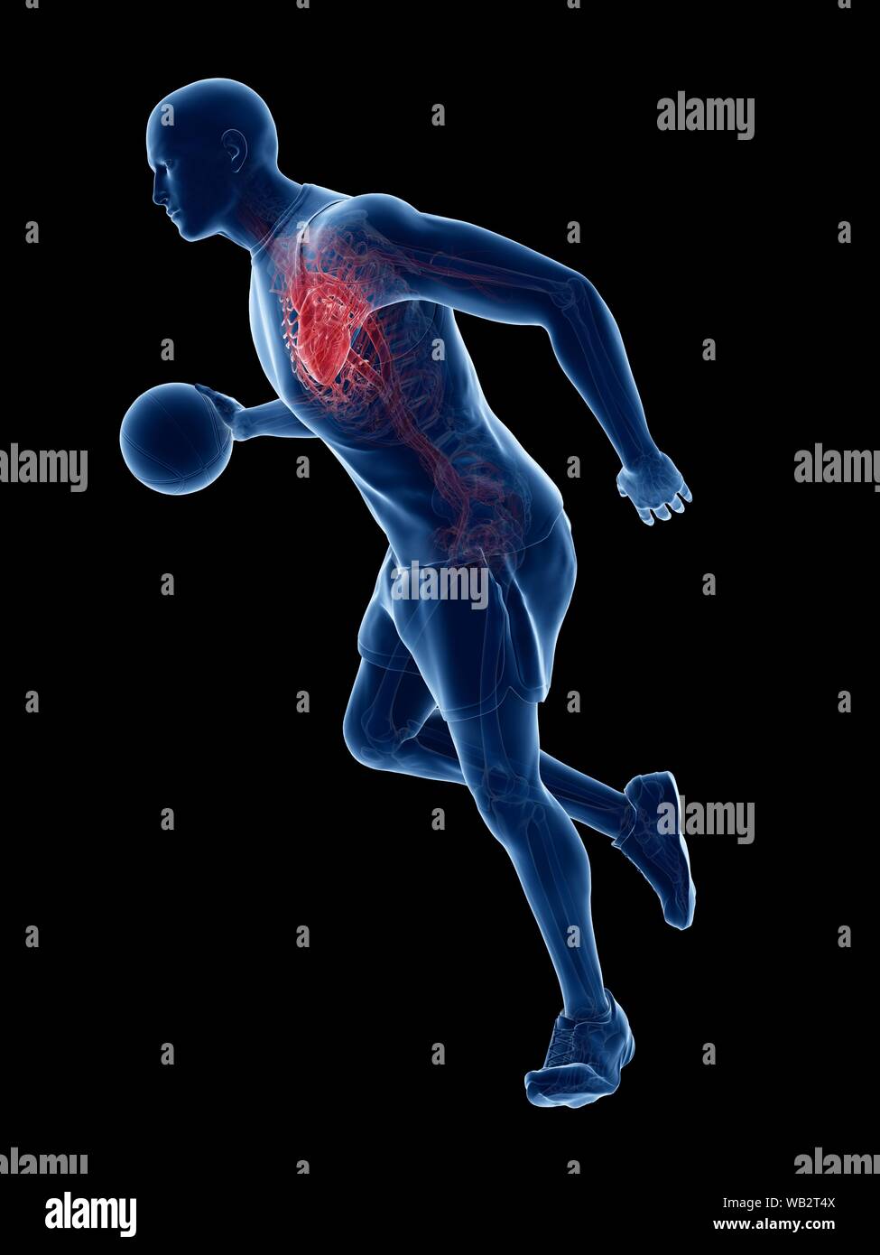 Basketball player's heart, computer illustration Stock Photo - Alamy