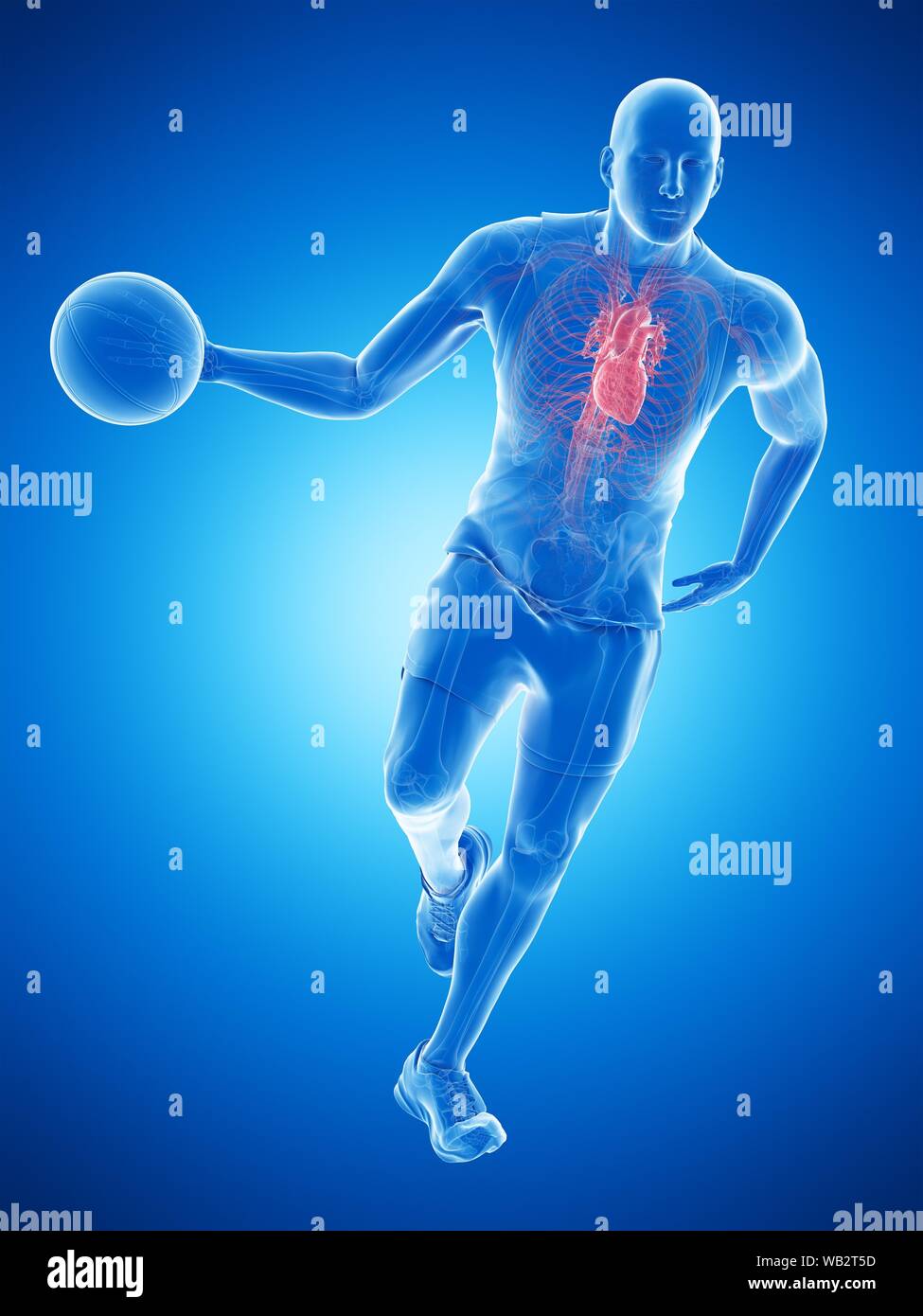 Basketball player's heart, computer illustration Stock Photo - Alamy