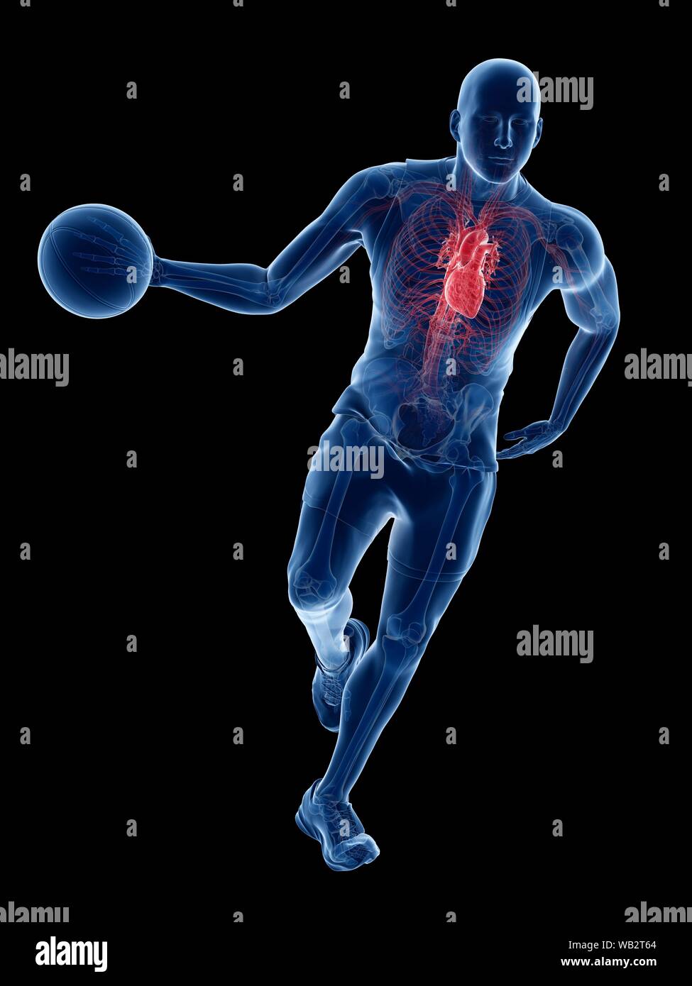 Basketball player's heart, computer illustration Stock Photo - Alamy