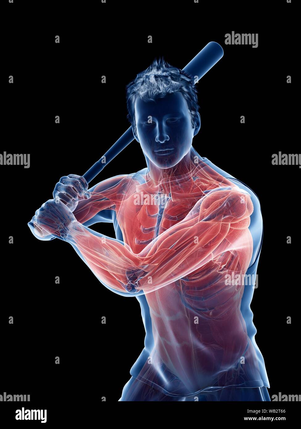 Baseball player's muscles, computer illustration Stock Photo - Alamy Baseball player's muscles, computer illustration Stock Photo - Alamy