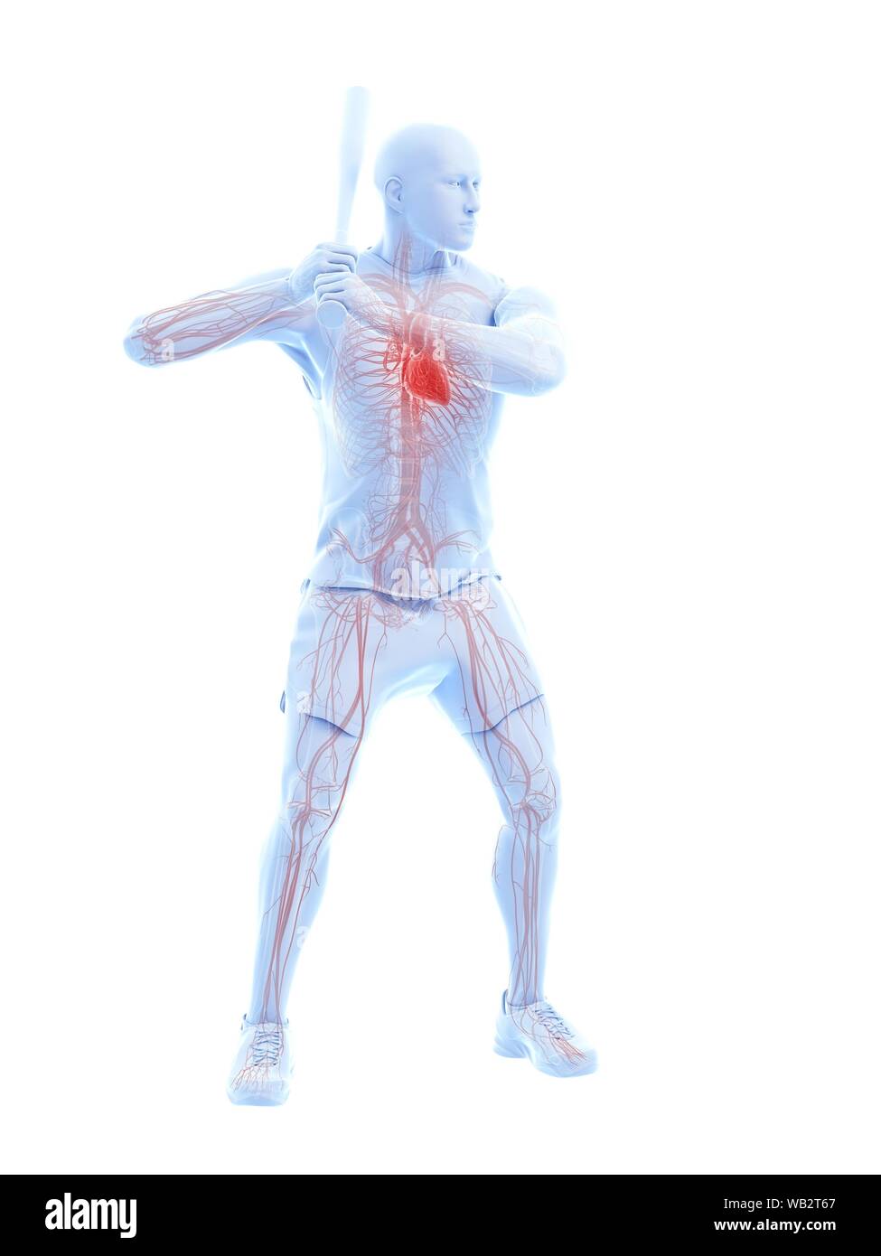 Baseball player's heart, computer illustration Stock Photo - Alamy