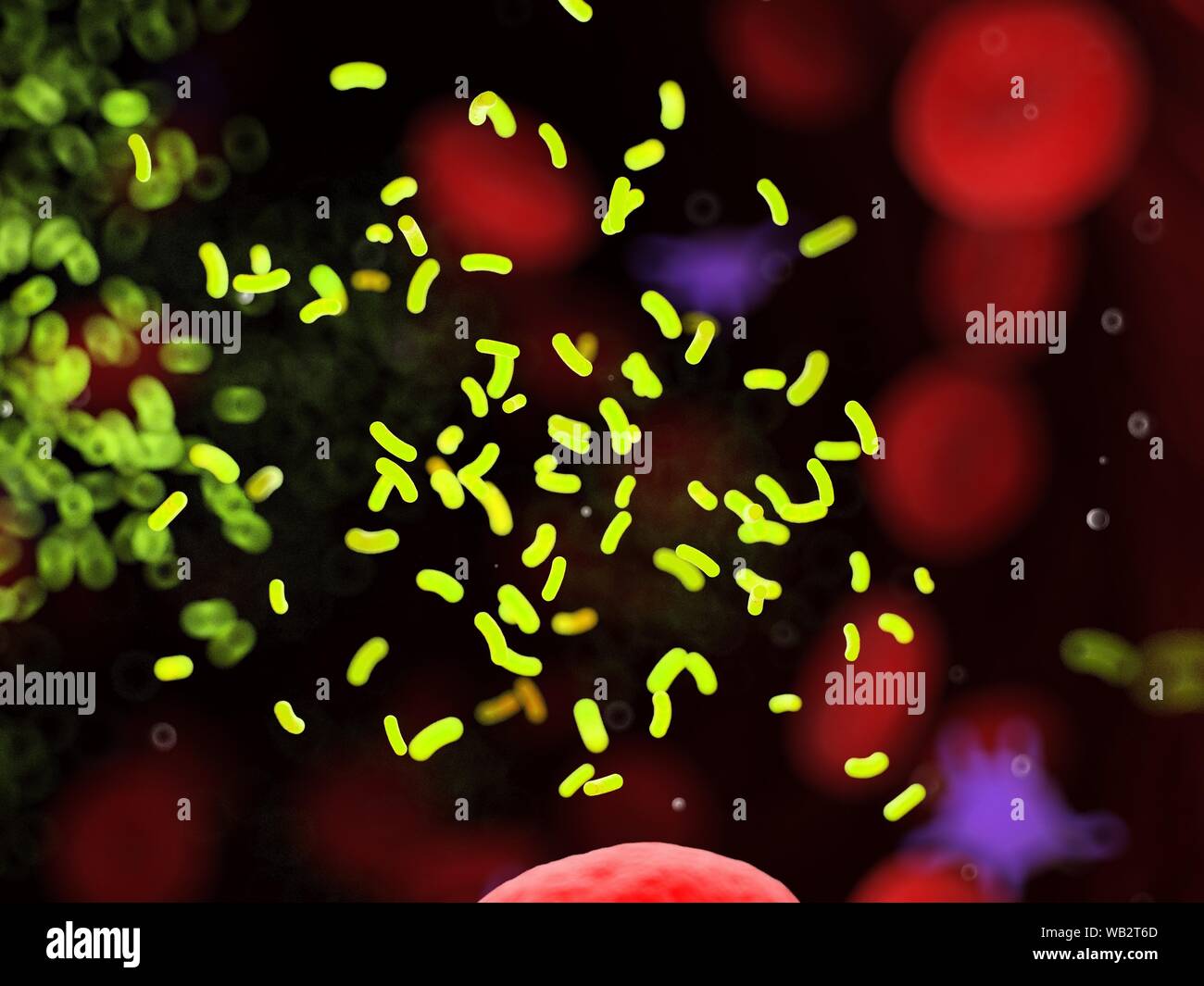 Bacteria in a blood vessel, computer illustration Stock Photo - Alamy