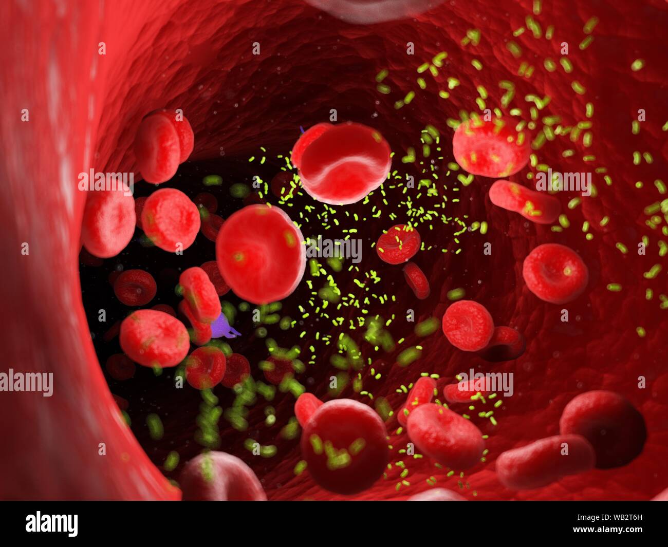 Red blood cells in a capillary vessel hi-res stock photography and ...