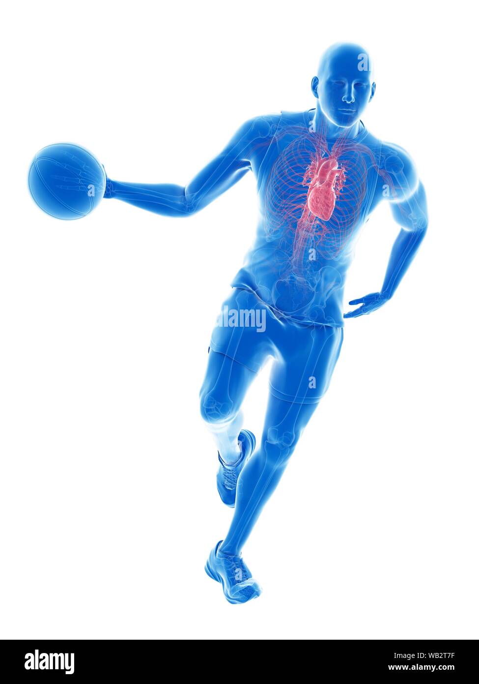Basketball player's heart, computer illustration Stock Photo - Alamy