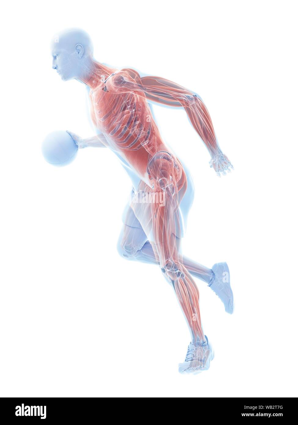 Male muscles computer artwork hi-res stock photography and images - Alamy