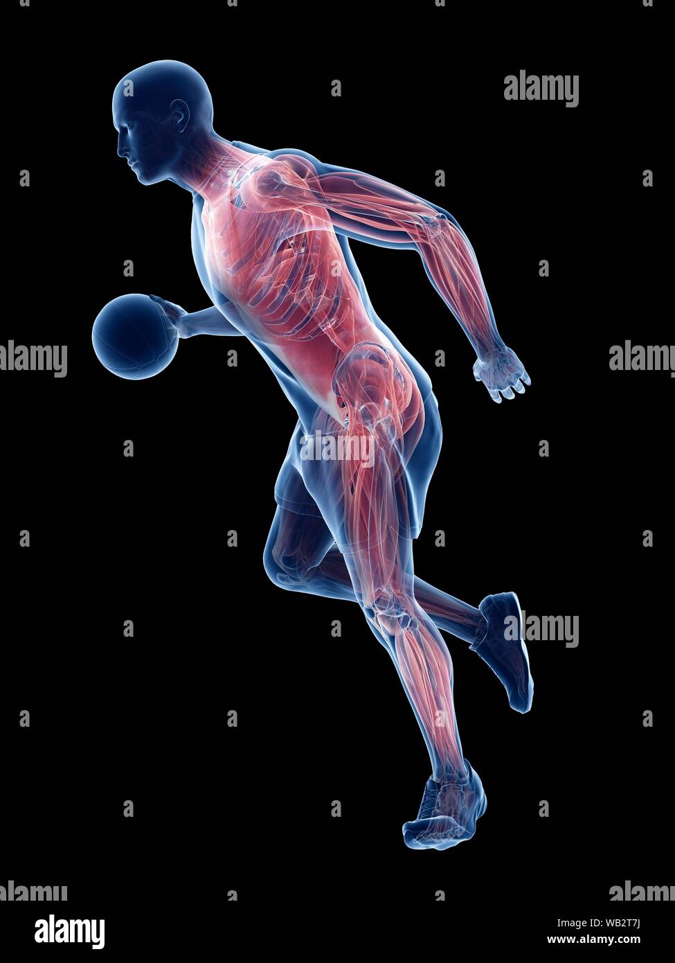 Male muscles computer artwork hi-res stock photography and images - Alamy
