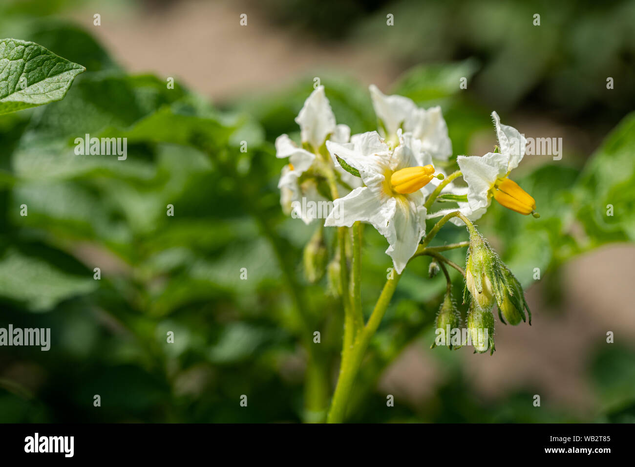 Flowering potato. Potato flowers blossom in sunlight grow in plant ...