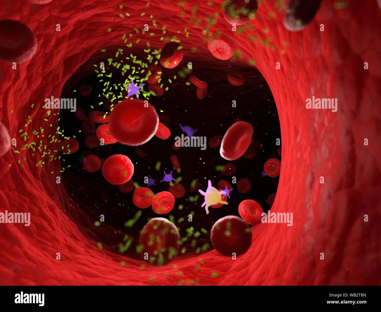 Bacteria in a blood vessel, computer illustration Stock Photo - Alamy
