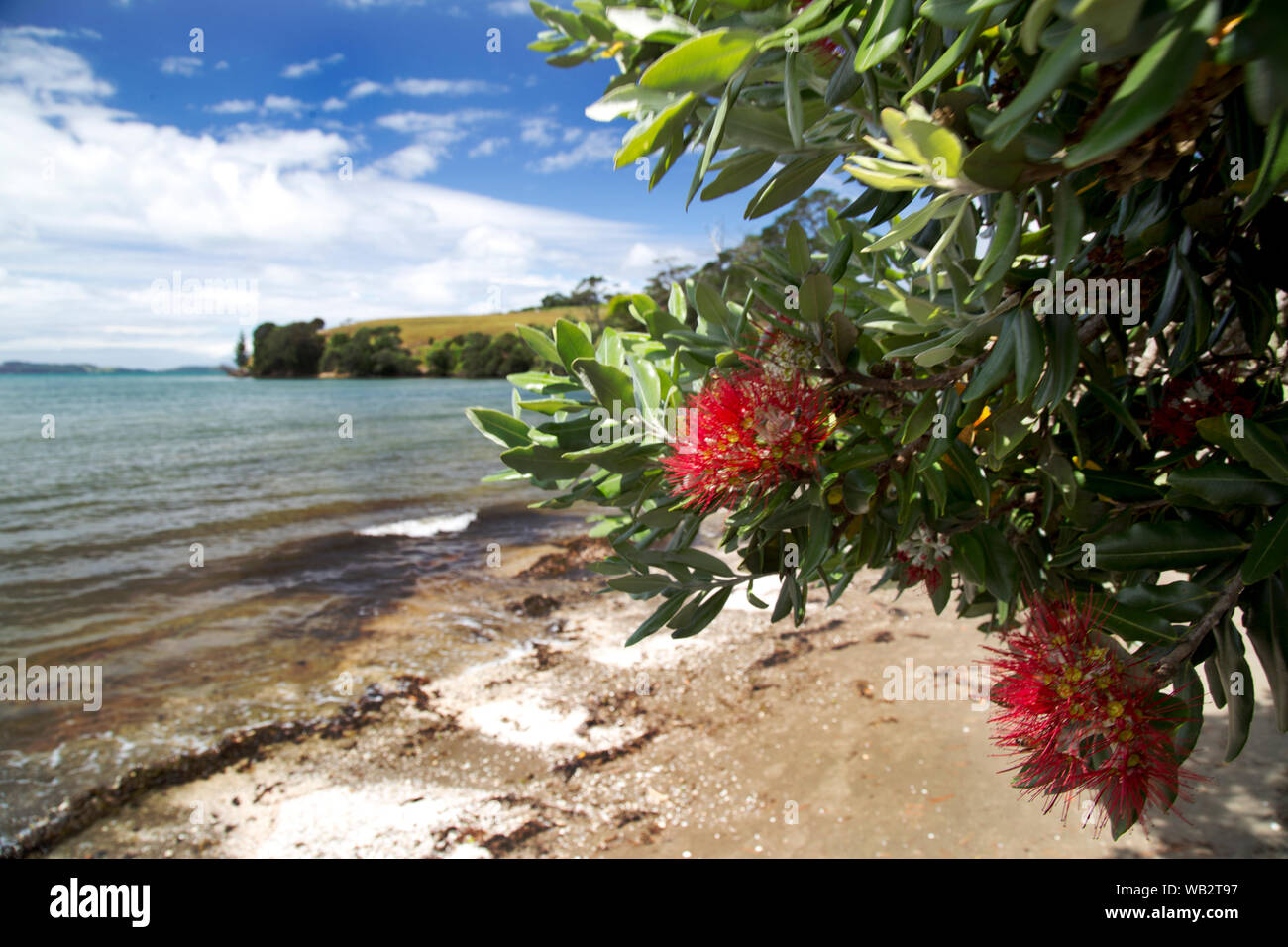 Algies Bay Matakana coast near Snells Beach. Seaweed and debris washed ...