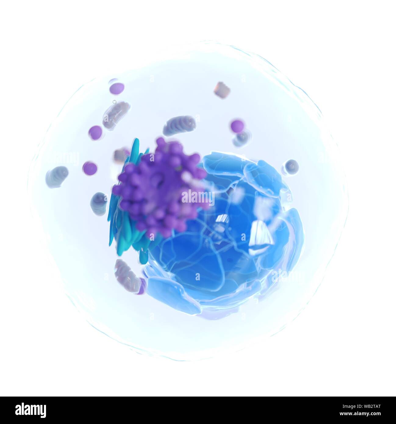 Animal cell, computer illustration Stock Photo - Alamy