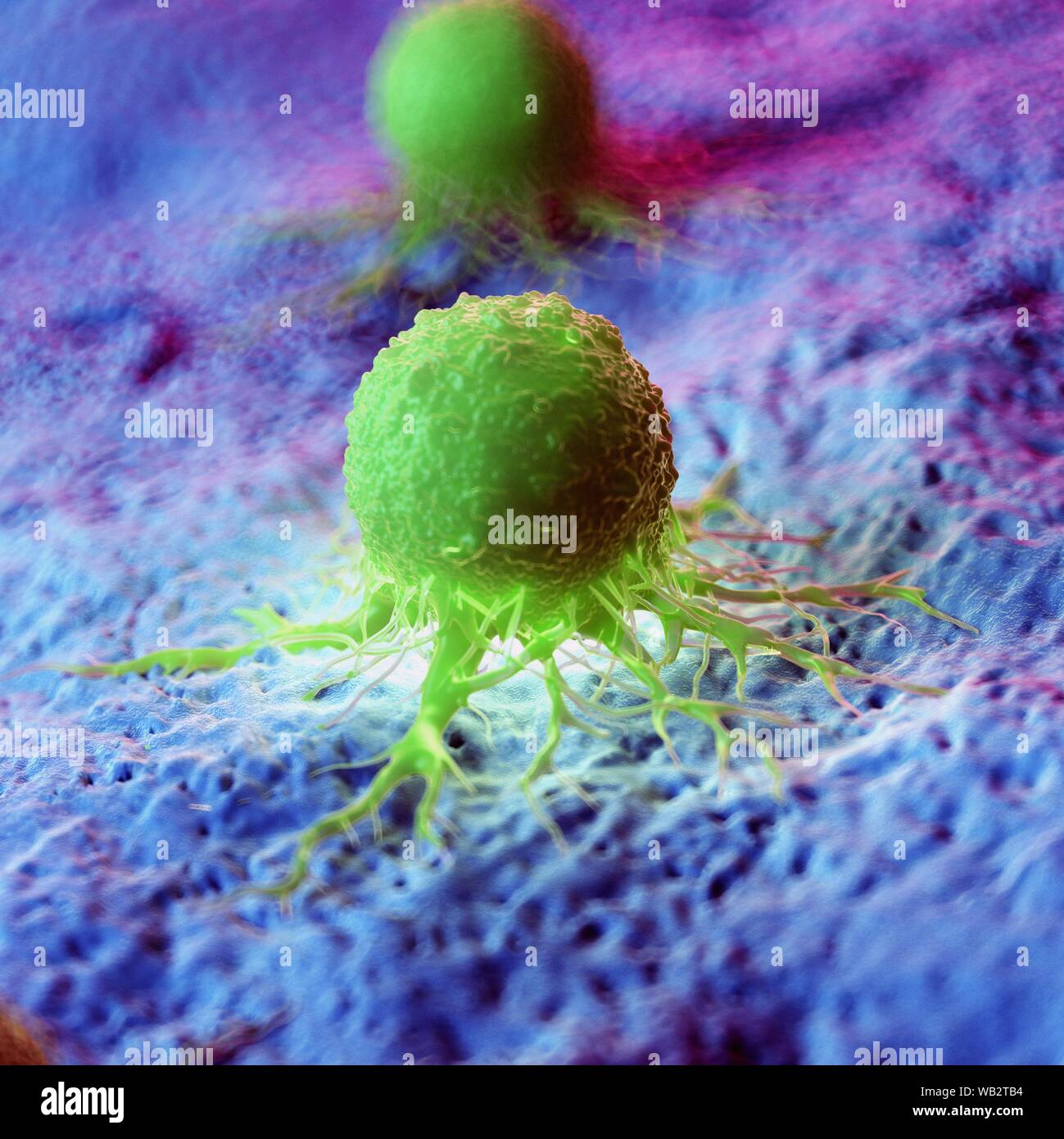 Cancer cells, computer illustration Stock Photo - Alamy