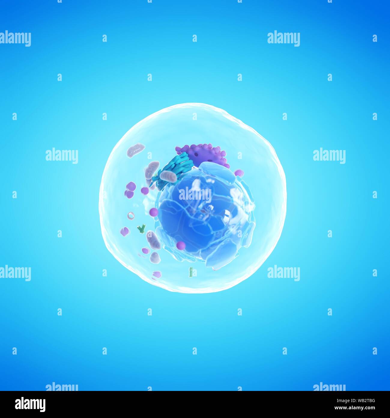 Animal cell, computer illustration Stock Photo - Alamy