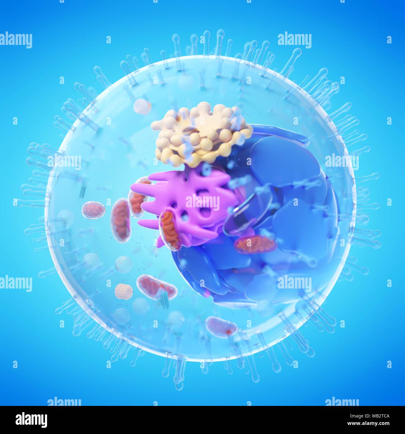 Animal cell, computer illustration Stock Photo - Alamy