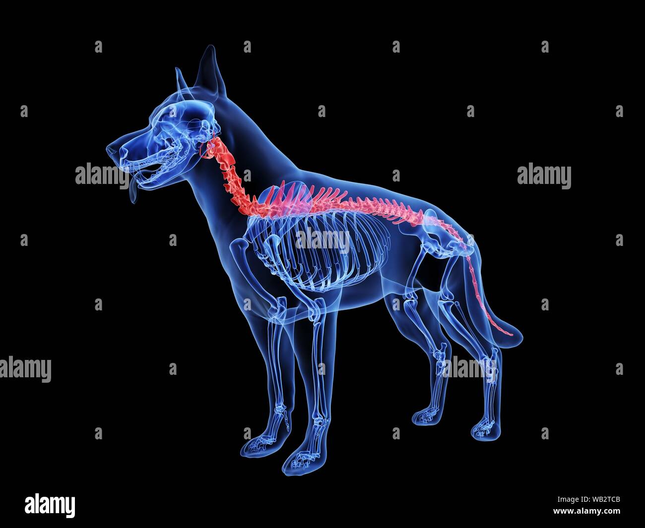 Canine skeletal system hi-res stock photography and images - Alamy