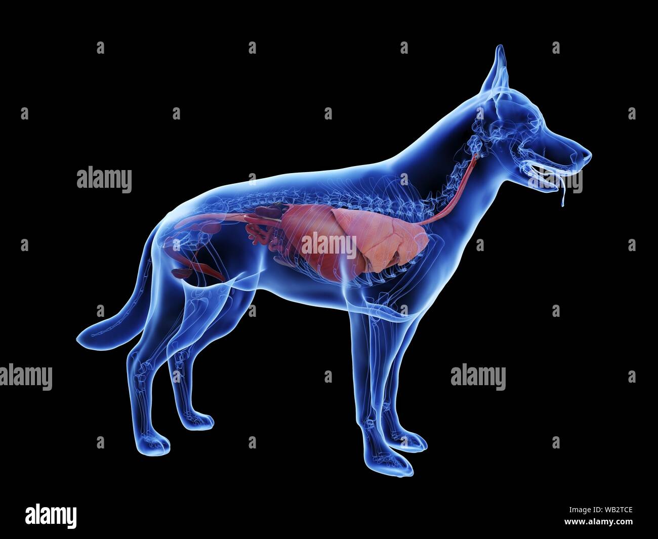Dog internal organs anatomy anatomy hi-res stock photography and images ...