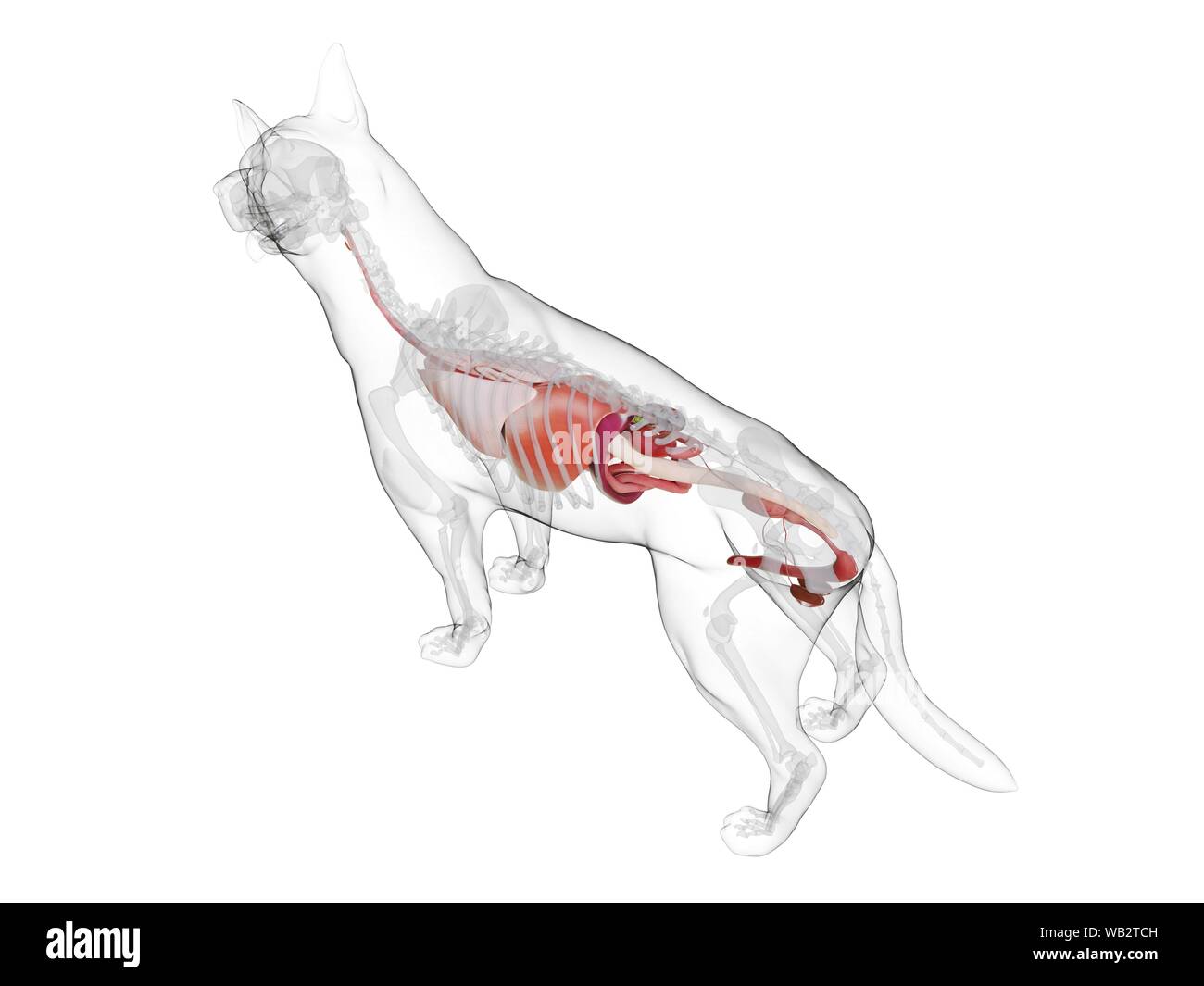 Dog internal organs anatomy anatomy hi-res stock photography and images ...