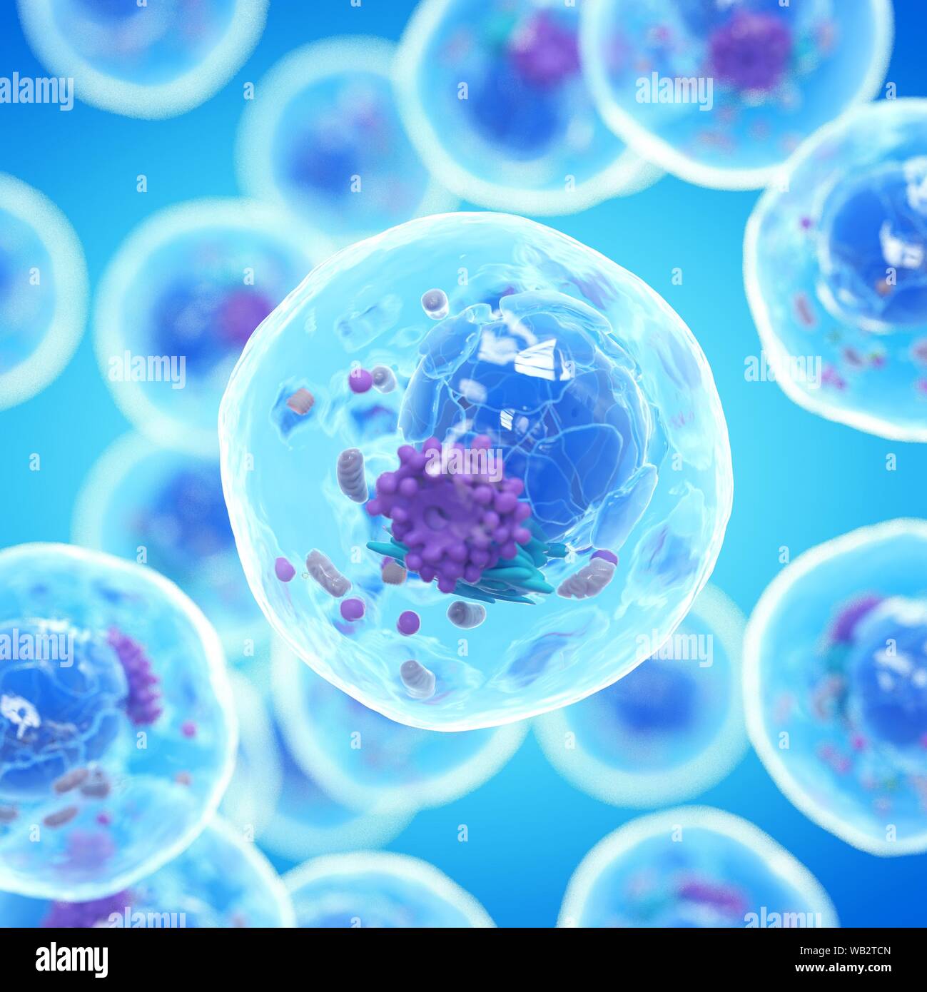 Animal cell, computer illustration Stock Photo - Alamy