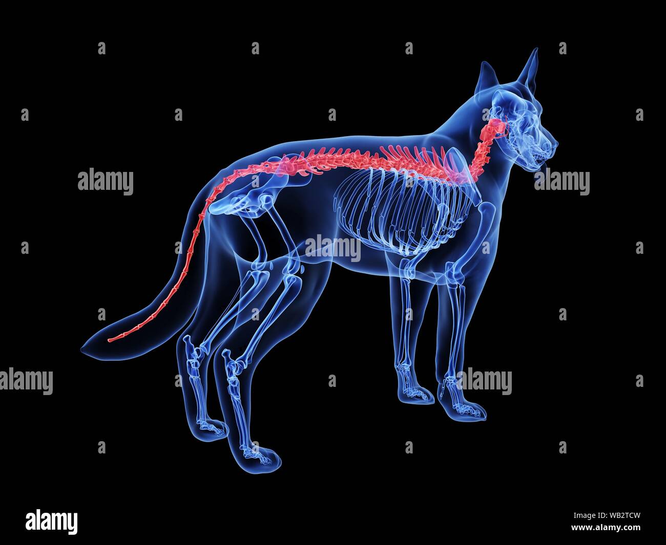 Dog spine, computer illustration Stock Photo - Alamy