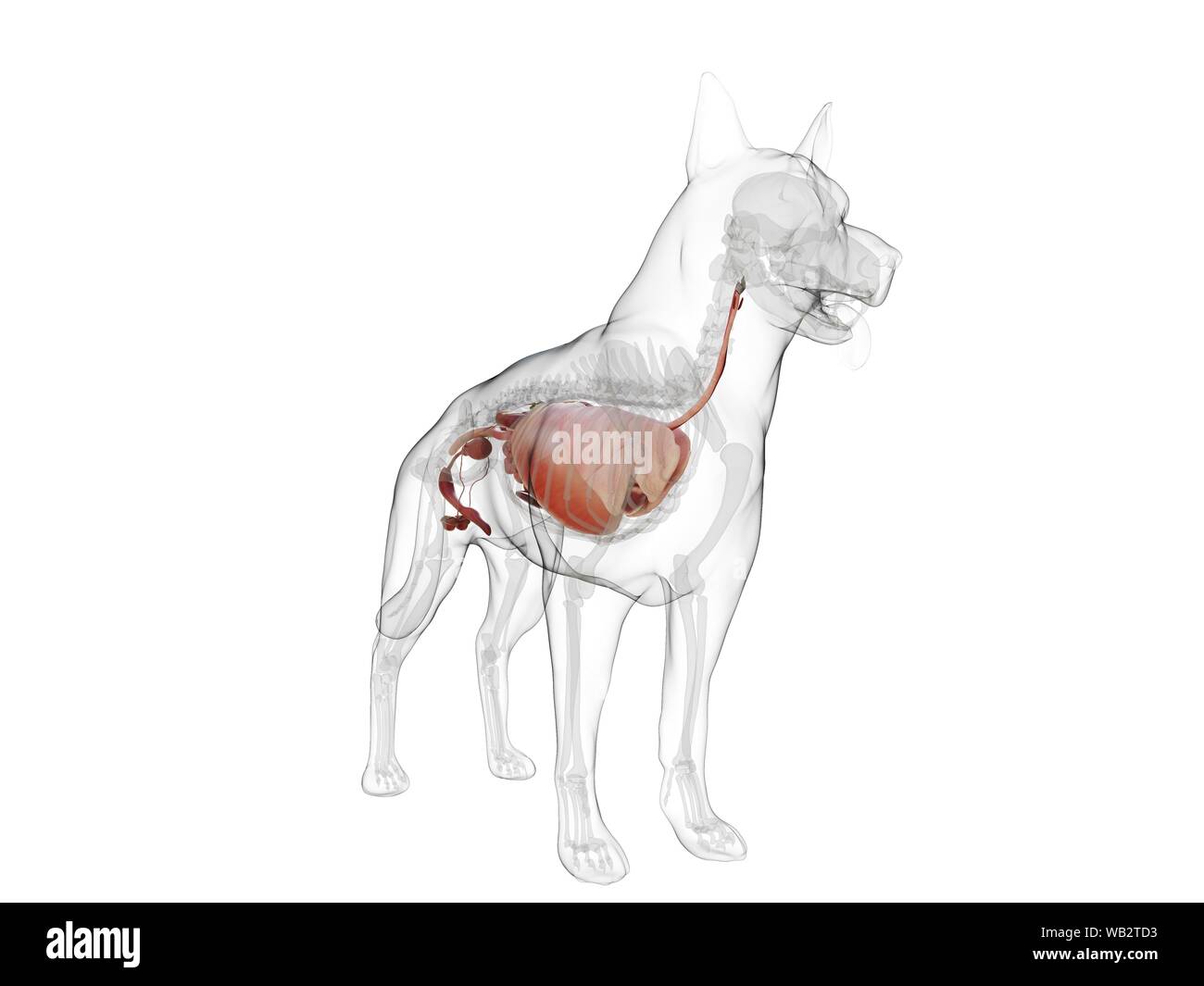 Dog internal organs anatomy anatomy hi-res stock photography and images ...
