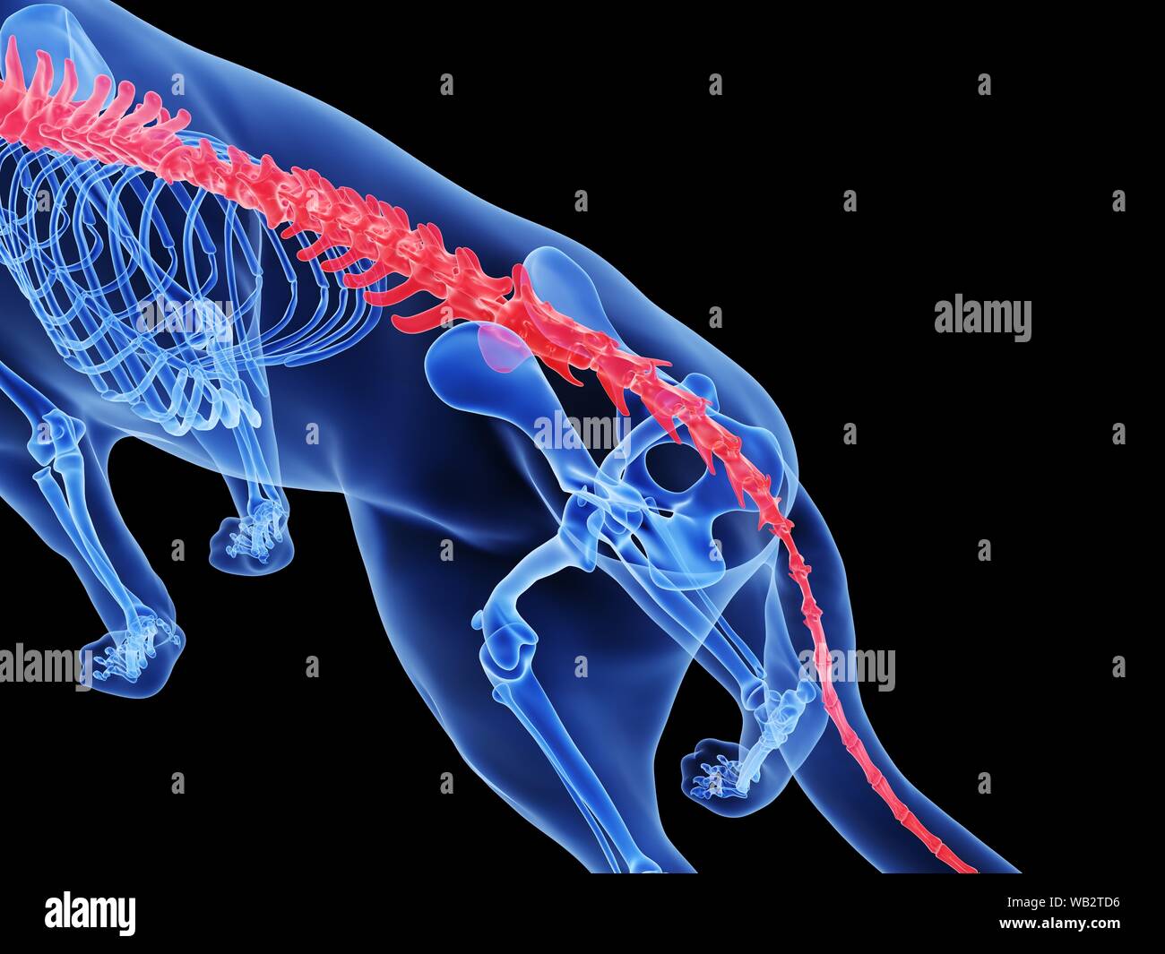 Dog spine, computer illustration Stock Photo - Alamy