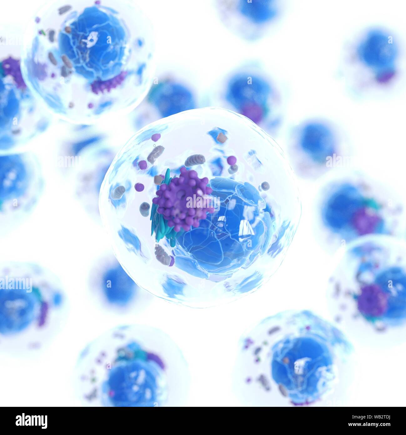 Animal cell, computer illustration Stock Photo - Alamy