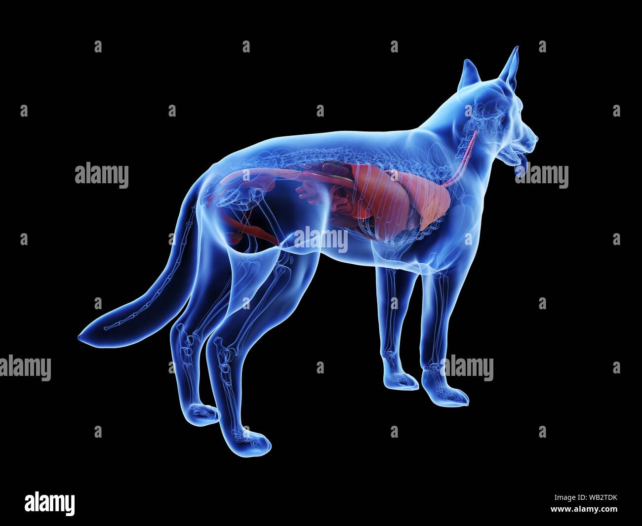 Dog internal organs anatomy anatomy hi-res stock photography and images ...