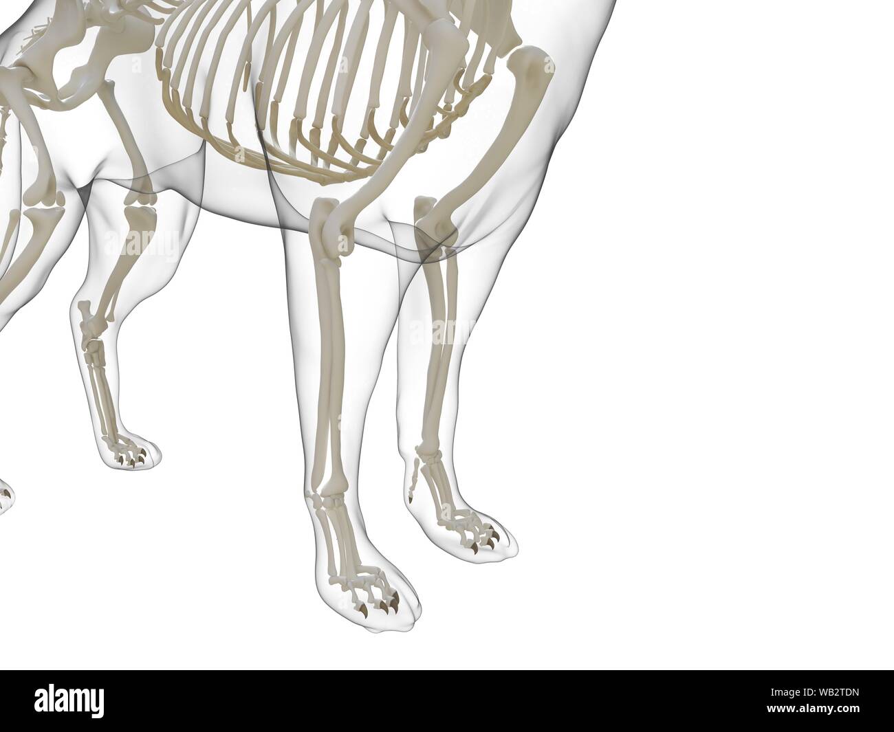 Bones dog illustration hi-res stock photography and images - Alamy