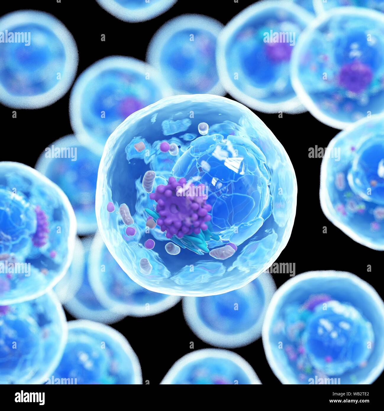Animal cell, computer illustration Stock Photo - Alamy
