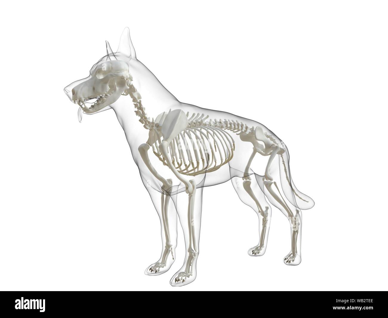 Dog skeleton, computer illustration Stock Photo - Alamy