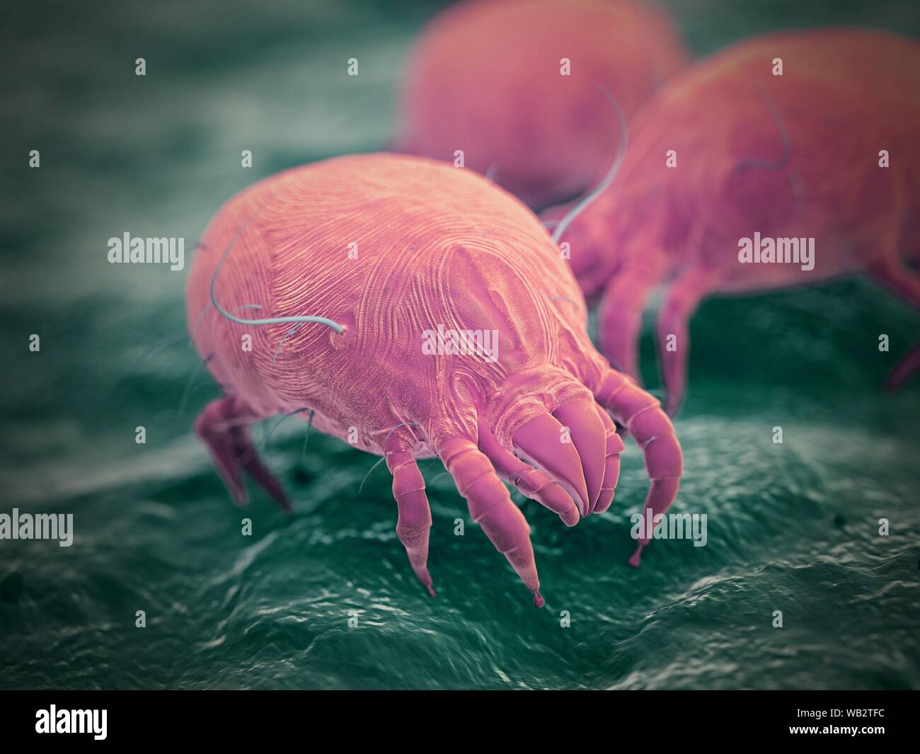 Dust mites, computer illustration Stock Photo - Alamy