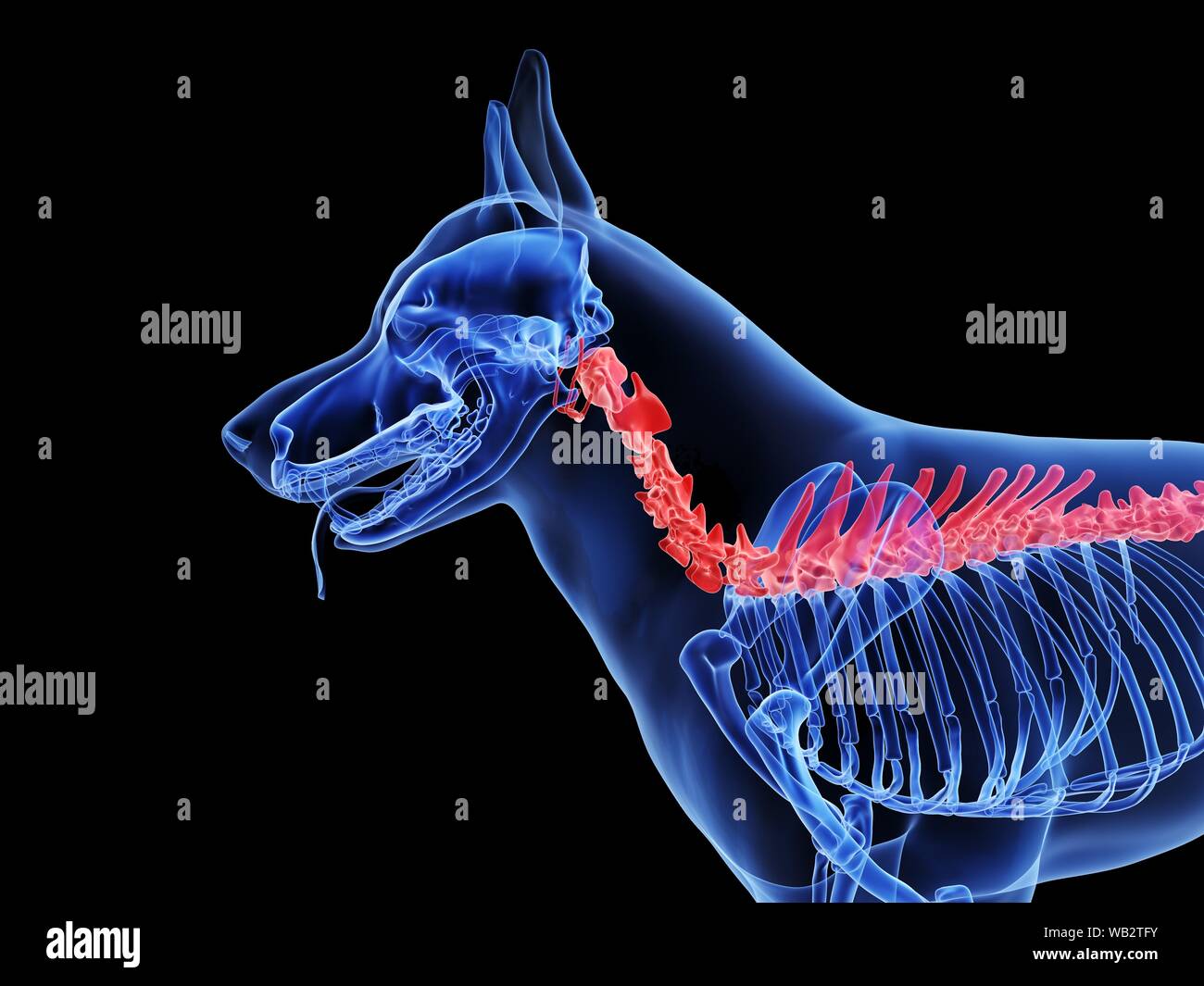 Dog spine, computer illustration Stock Photo - Alamy