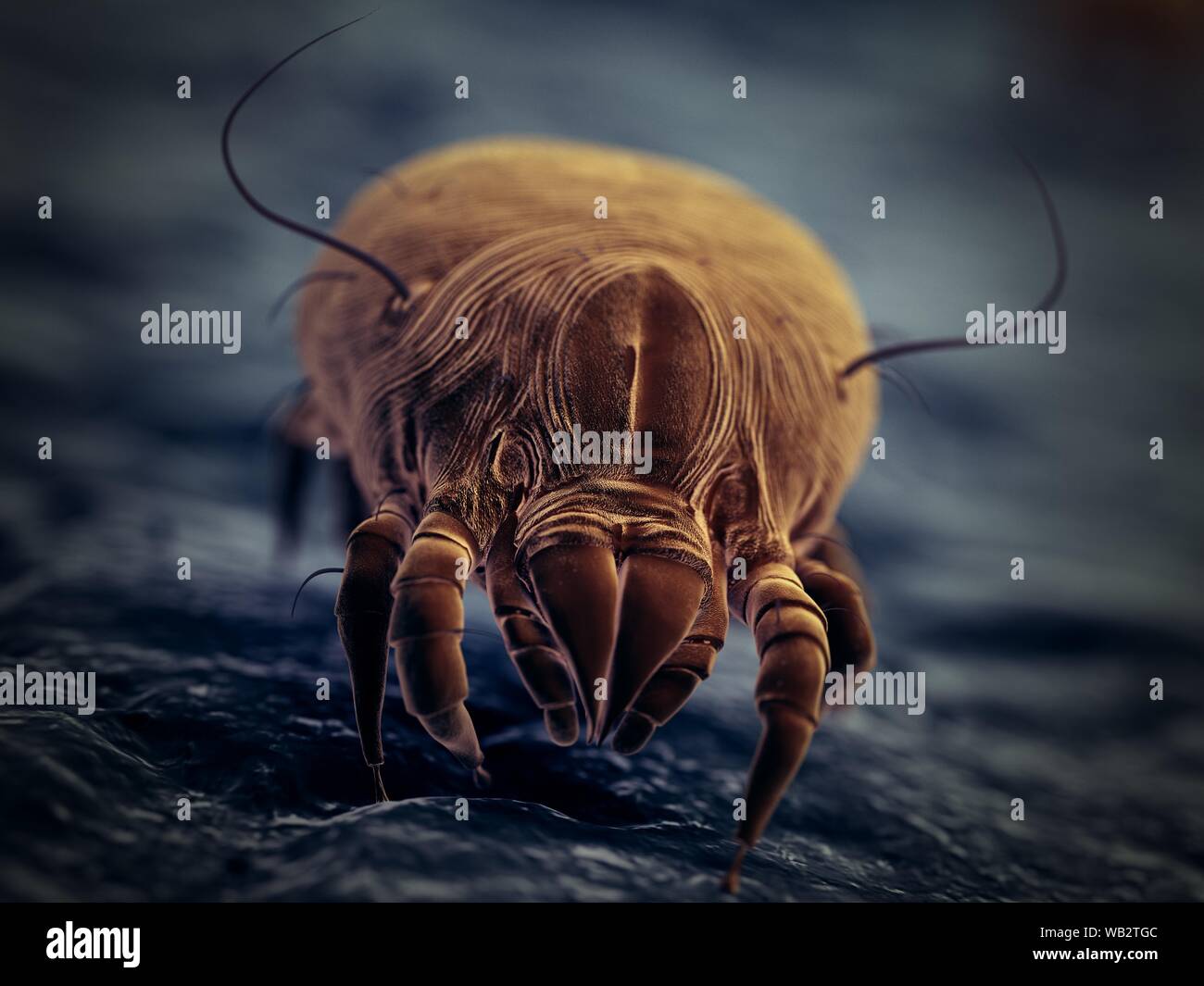 Dust mite, computer illustration Stock Photo - Alamy