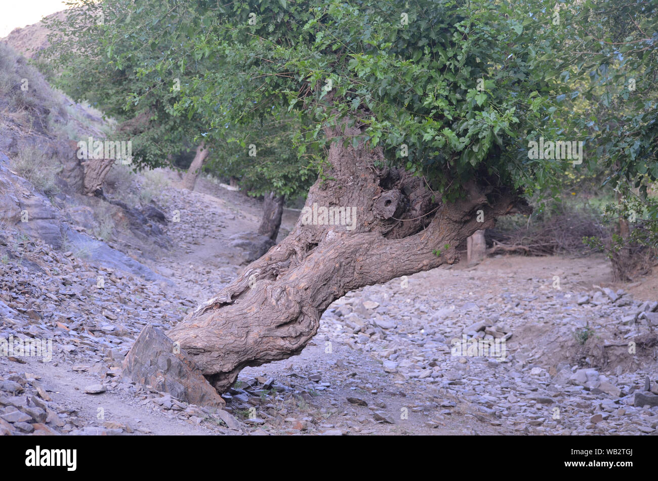 Gnarled old trees in the Nuratau mountains, Central Uzbekistan Stock ...