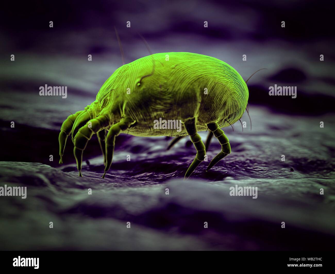Dust mite, computer illustration Stock Photo - Alamy