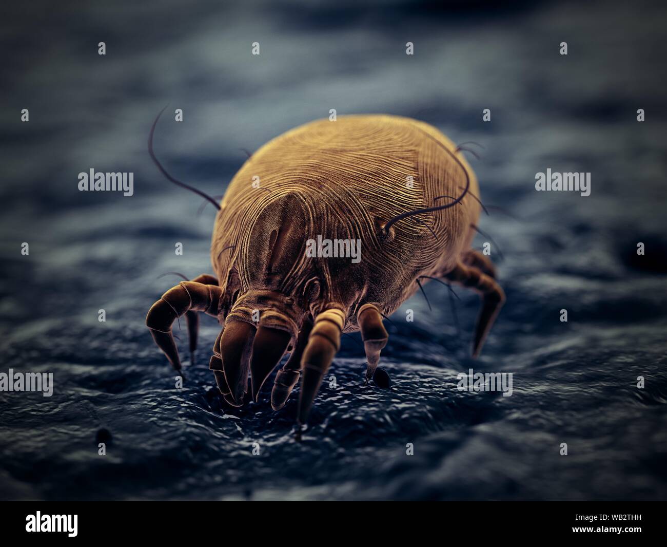 Dust mite, computer illustration Stock Photo - Alamy