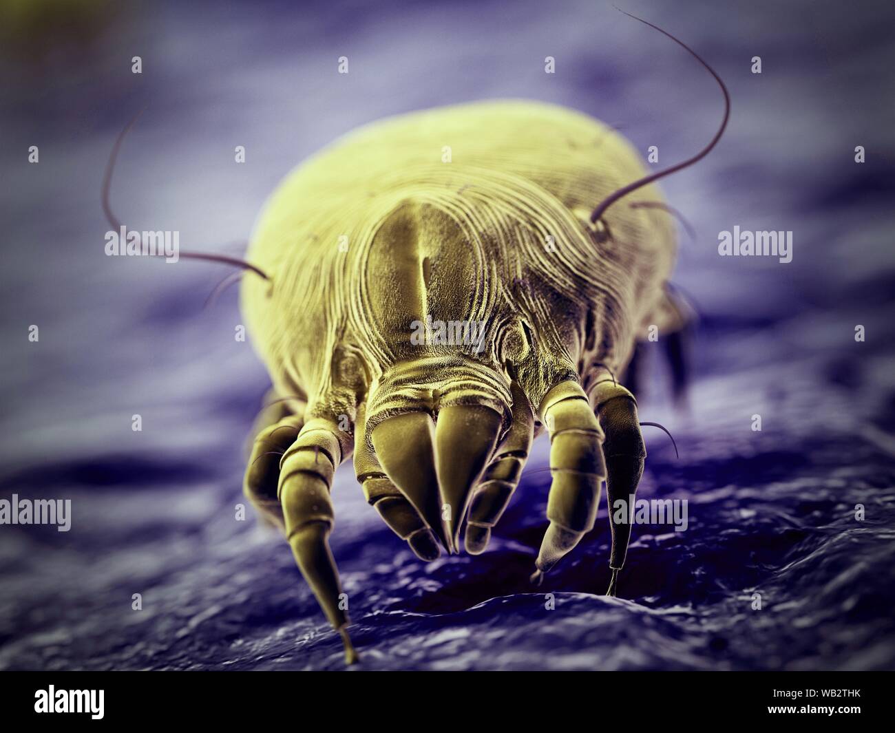 Dust mite artwork hi-res stock photography and images - Alamy
