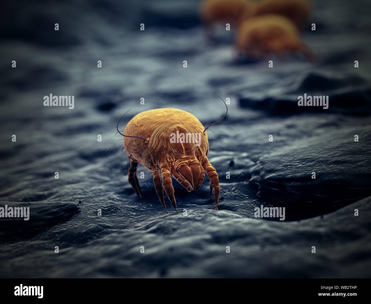 Dust mite, computer illustration Stock Photo - Alamy