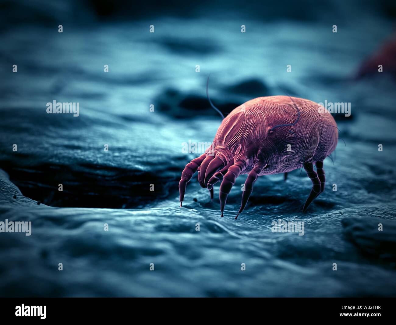 Dust mite, computer illustration Stock Photo - Alamy