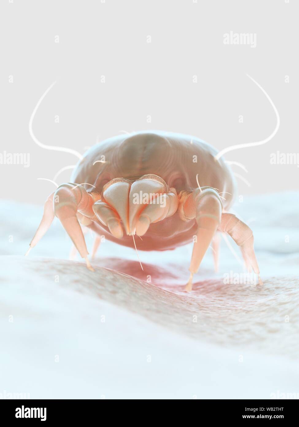 Dust Mite Sem Stock Photos & Dust Mite Sem Stock Images - Alamy