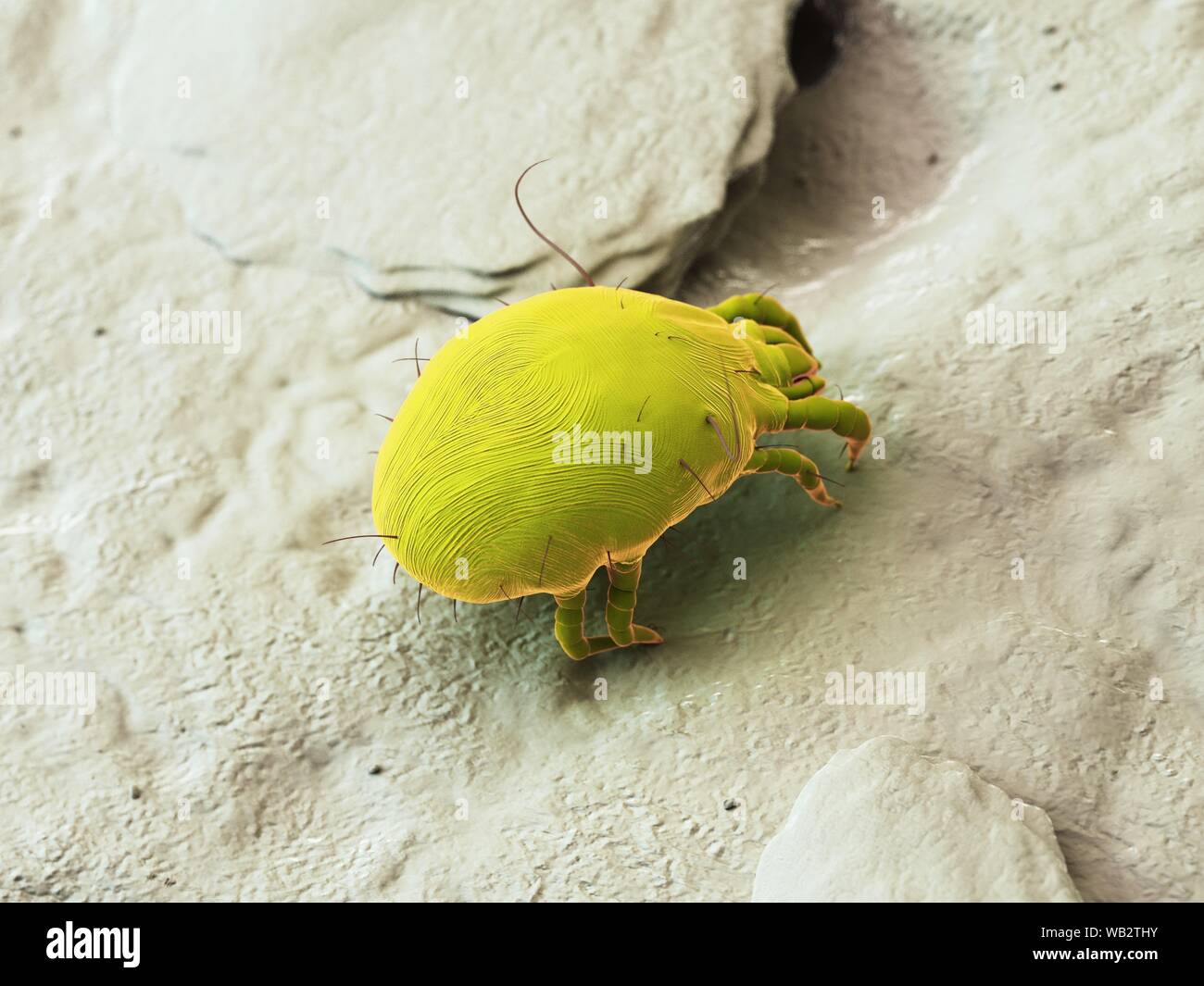 Dust mite, computer illustration Stock Photo - Alamy