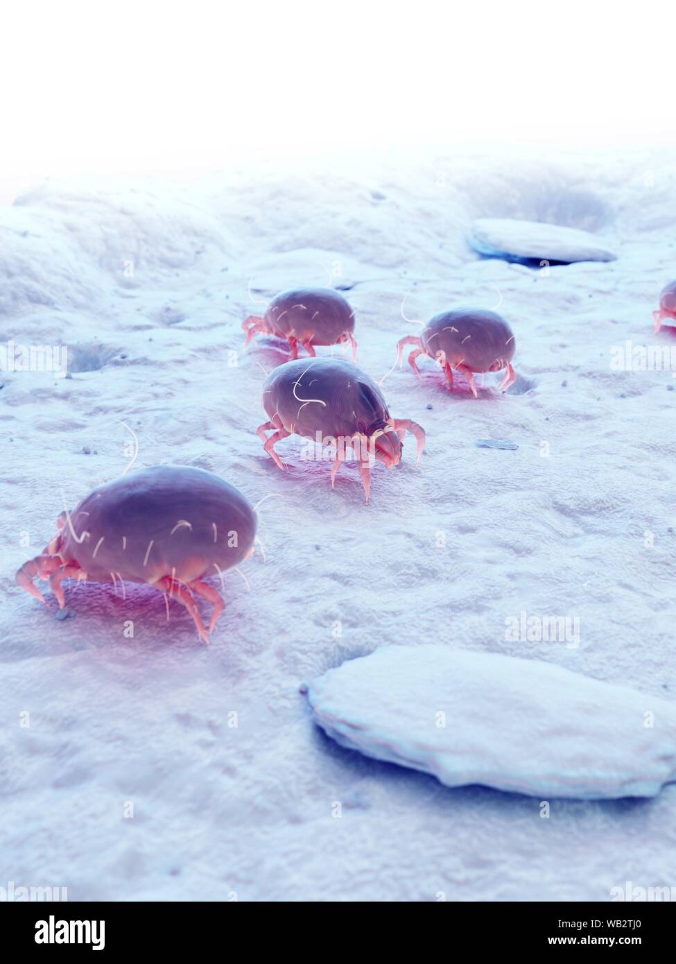 Dust mites, computer illustration Stock Photo - Alamy