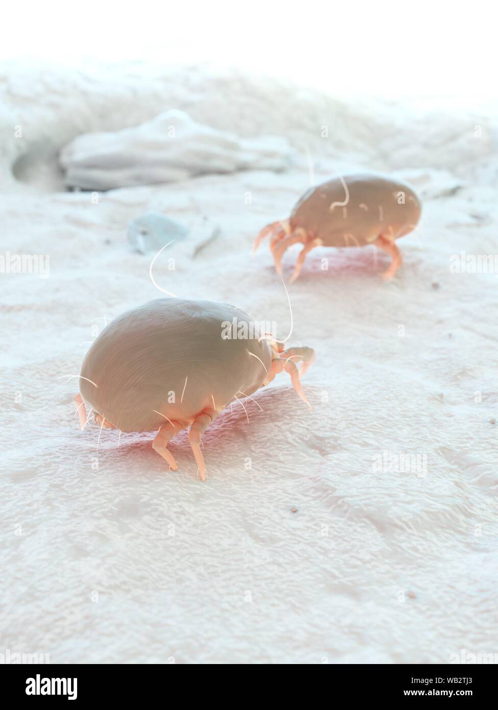 Dust mites, computer illustration Stock Photo - Alamy