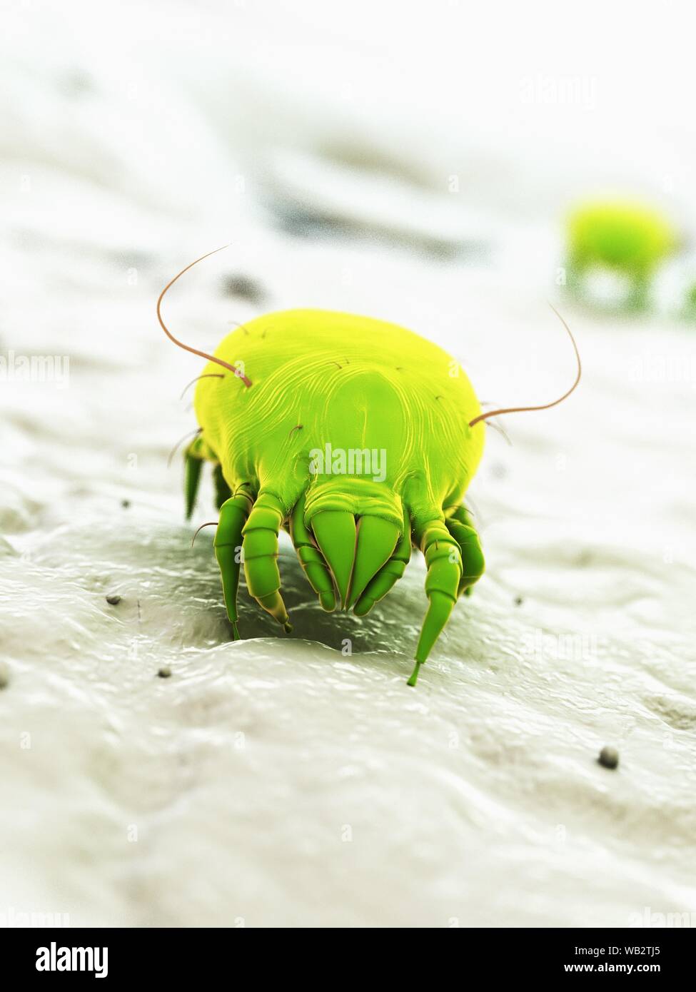 Dust mite, computer illustration Stock Photo - Alamy