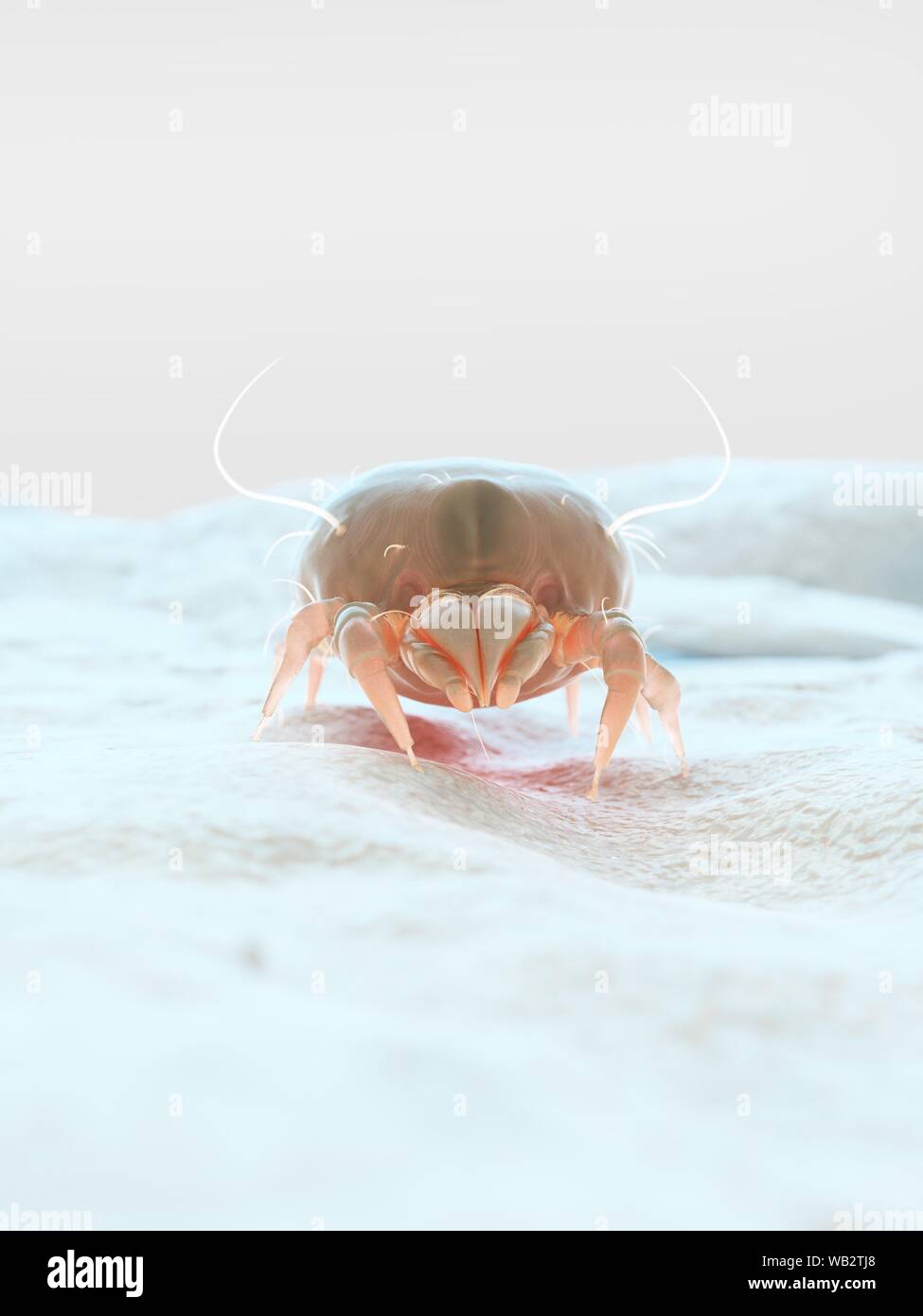 Dust mite, computer illustration Stock Photo - Alamy