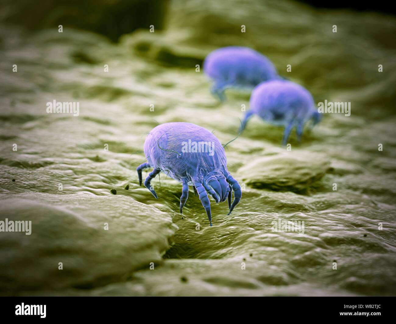 Dust mites, computer illustration Stock Photo - Alamy