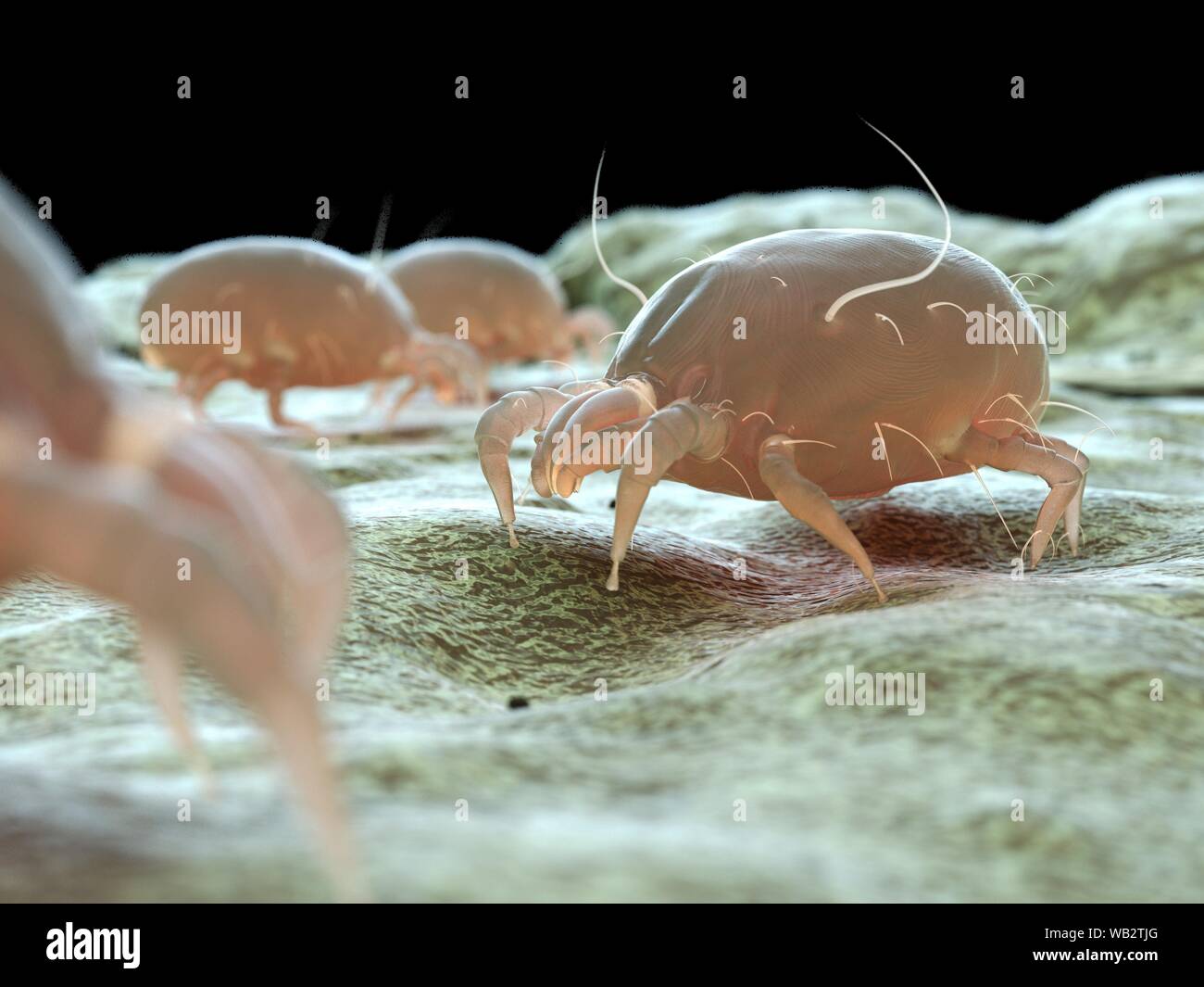 Dust mite, computer illustration Stock Photo - Alamy