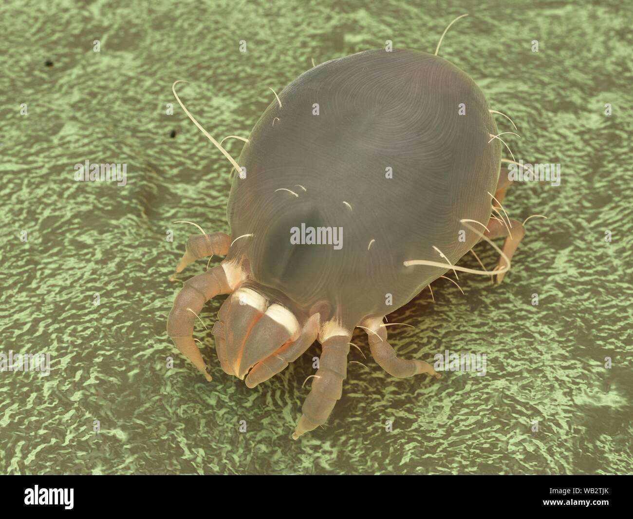 Dust mite, computer illustration Stock Photo - Alamy